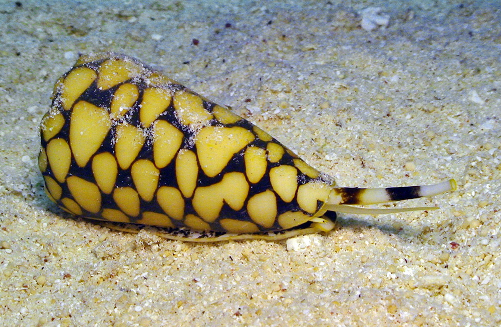 Marble Cone Snail 780+ Cone Snail Stock Photos, Pictures