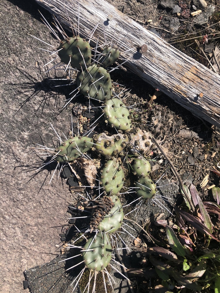 Creeping Cactus in March 2022 by John Trent · iNaturalist
