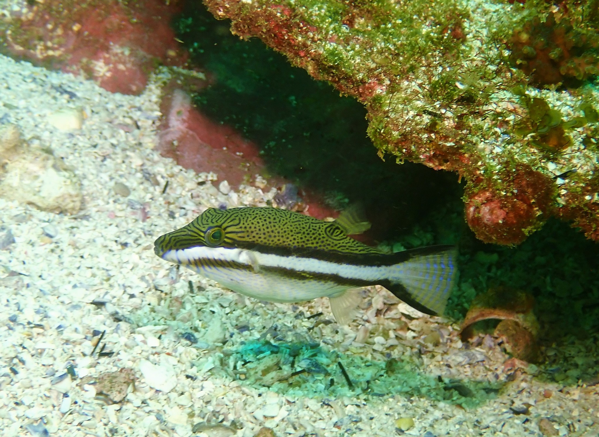 Canthigaster callisterna (Ogilby, 1889)