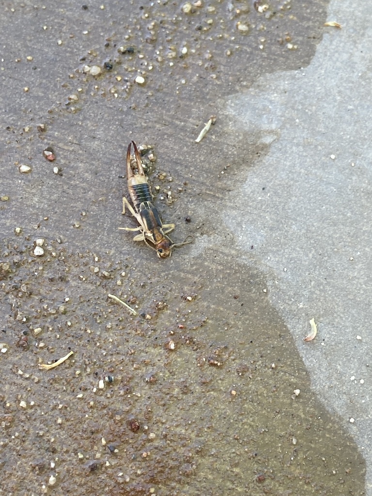 Shore Earwig from S Hawk Ln, Gilbert, AZ, US on March 23, 2022 at 09:55 ...