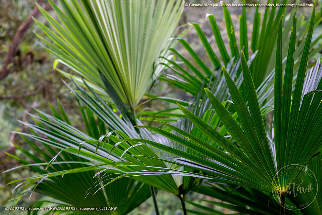 Palma de guano (Especies Cuenca Rio Frio ) · iNaturalist