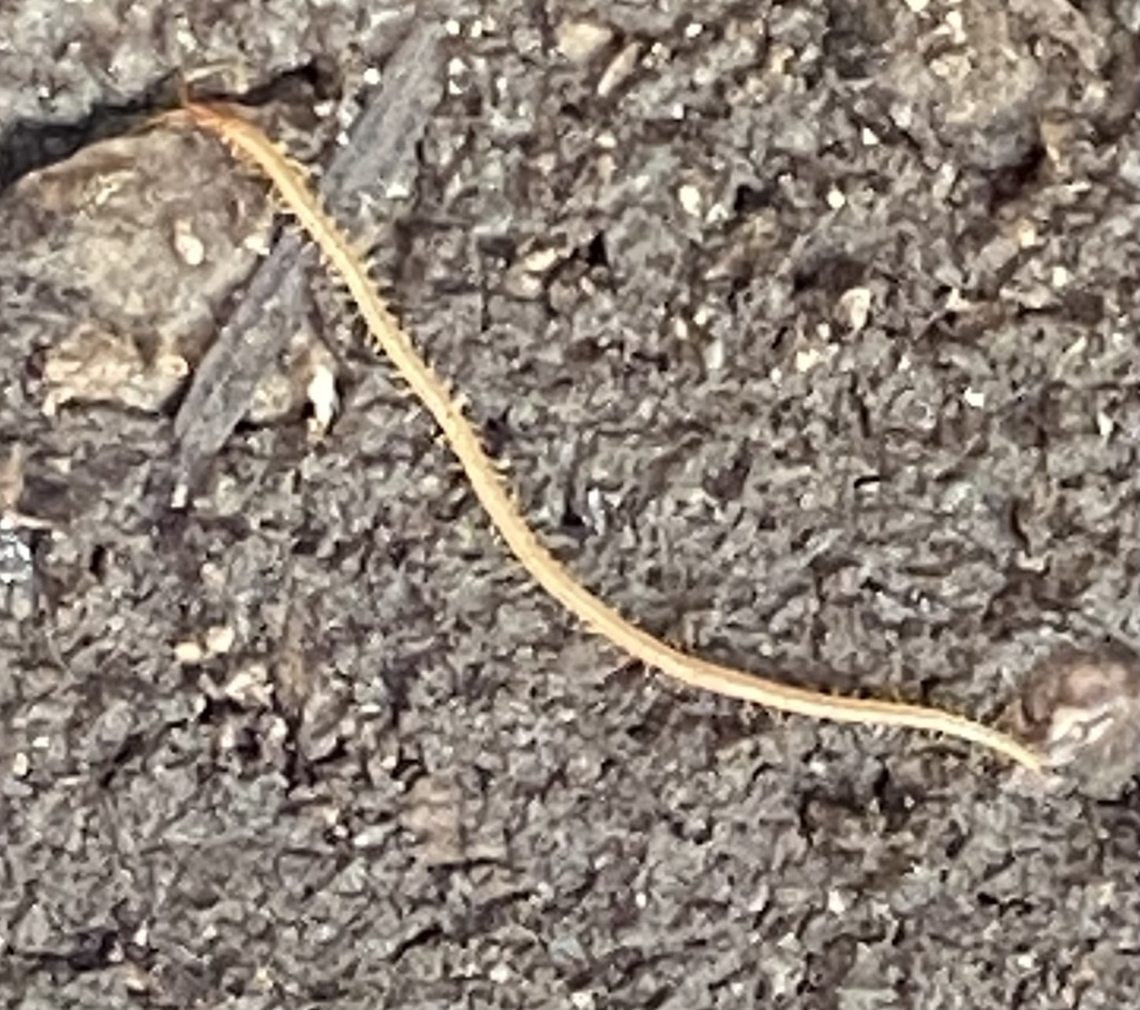 Strigamia from Eastern Illinois University, Charleston, IL, US on March ...