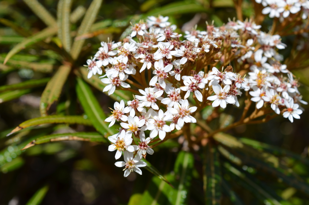 Lancewood tree daisy from Selwyn District, Canterbury, New Zealand on ...