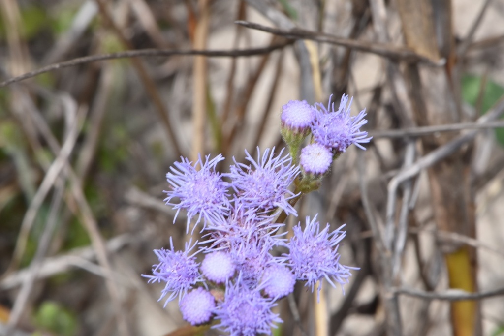 Betonyleaf Mistflower from Mustang Island State Park, Corpus Christi ...
