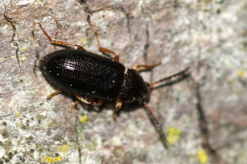 Mycetochara maura · iNaturalist