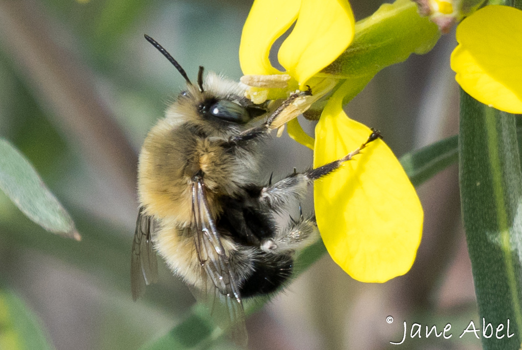 Anthophora affabilis from Benton County, WA, USA on March 26, 2022 at ...