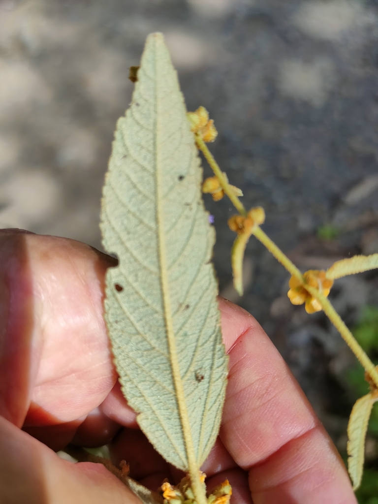 Spiked Sida from Boompa QLD 4621, Australia on March 26, 2022 at 09:57 ...