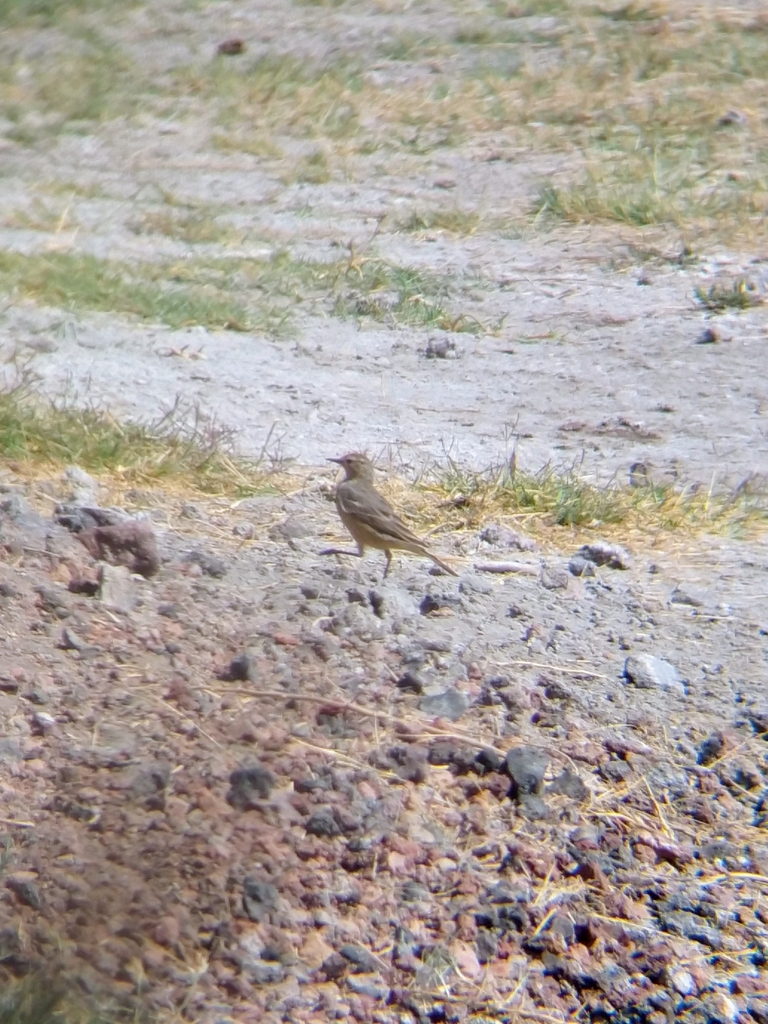 American Pipit from Atenco, Méx., México on March 27, 2022 at 10:16 AM ...