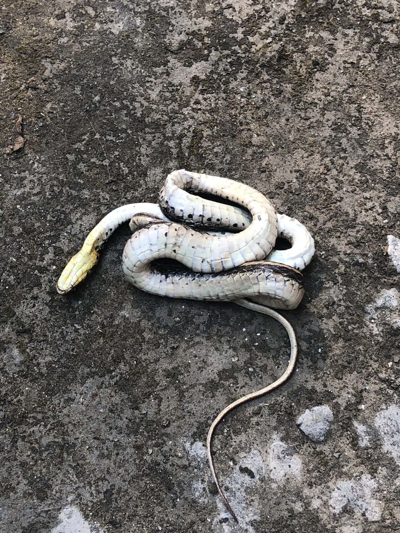 Amphiesma stolatum (Linnaeus, 1758)