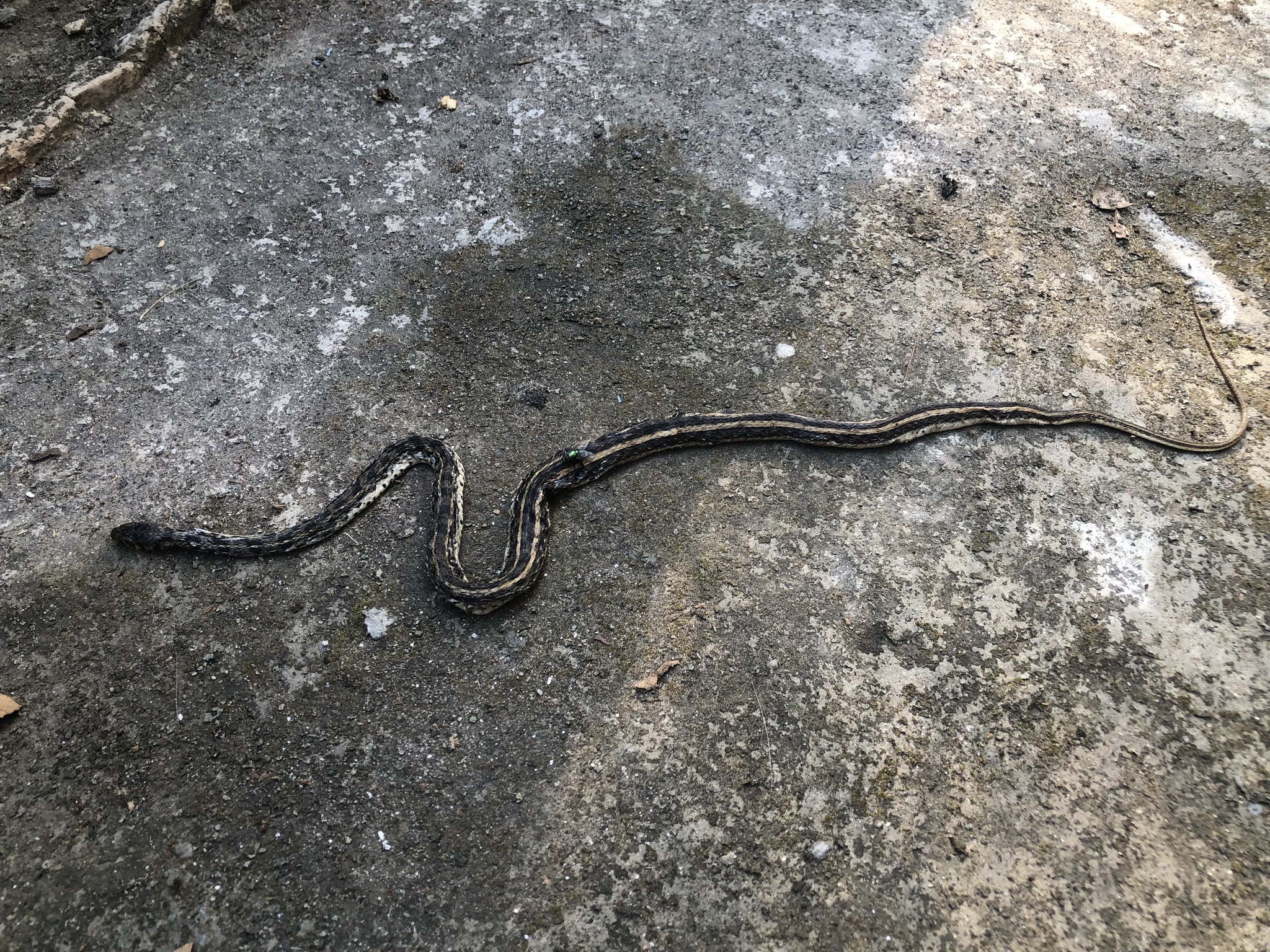 Amphiesma stolatum (Linnaeus, 1758)