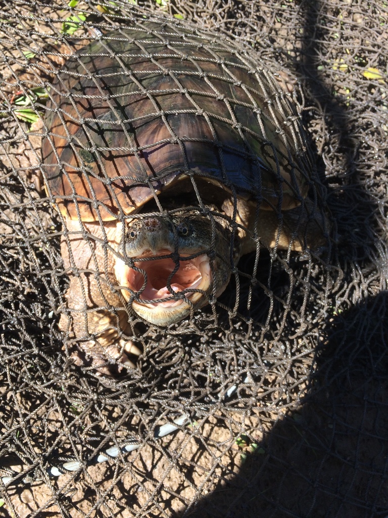 Common Snapping Turtle from Davis County, IA, USA on June 27, 2017 at ...