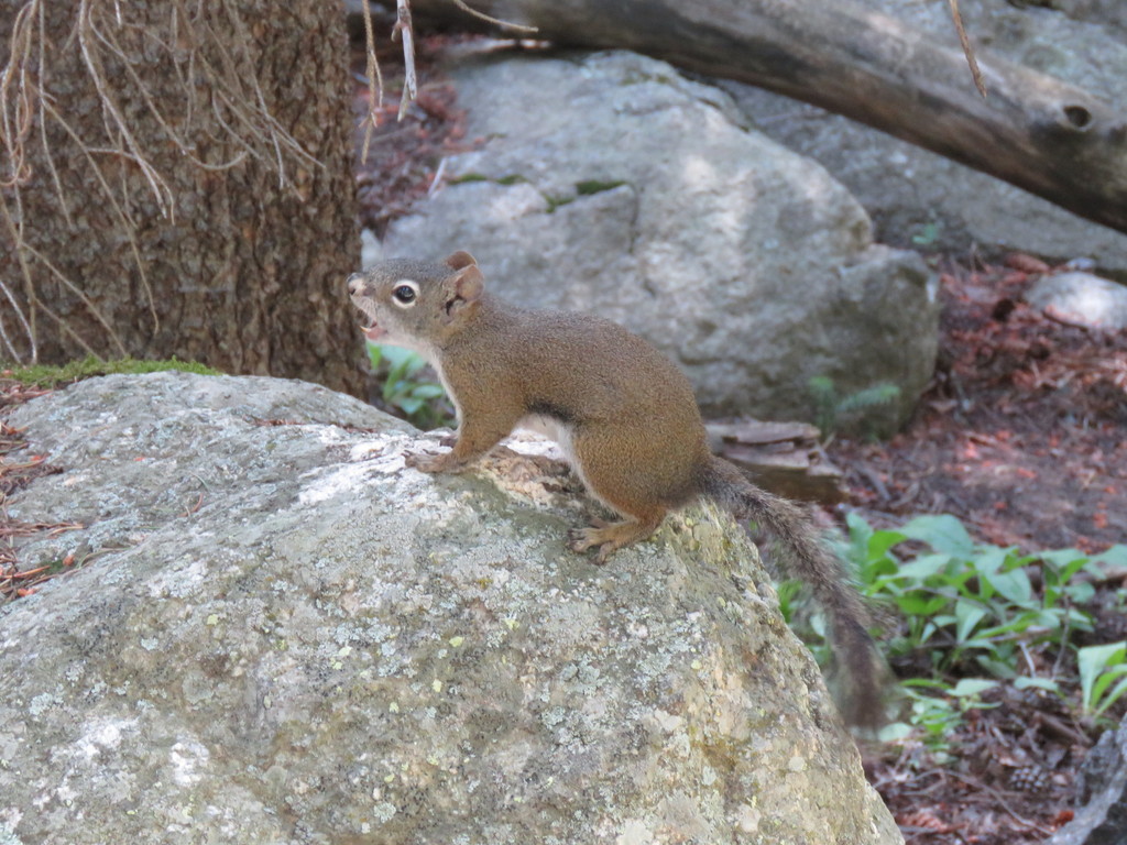 American Red Squirrel from Boulder County, CO, USA on August 06, 2019 ...