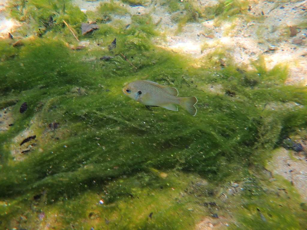 Spotted Sunfish from Gilchrist County, FL, USA on March 26, 2022 at 12: ...