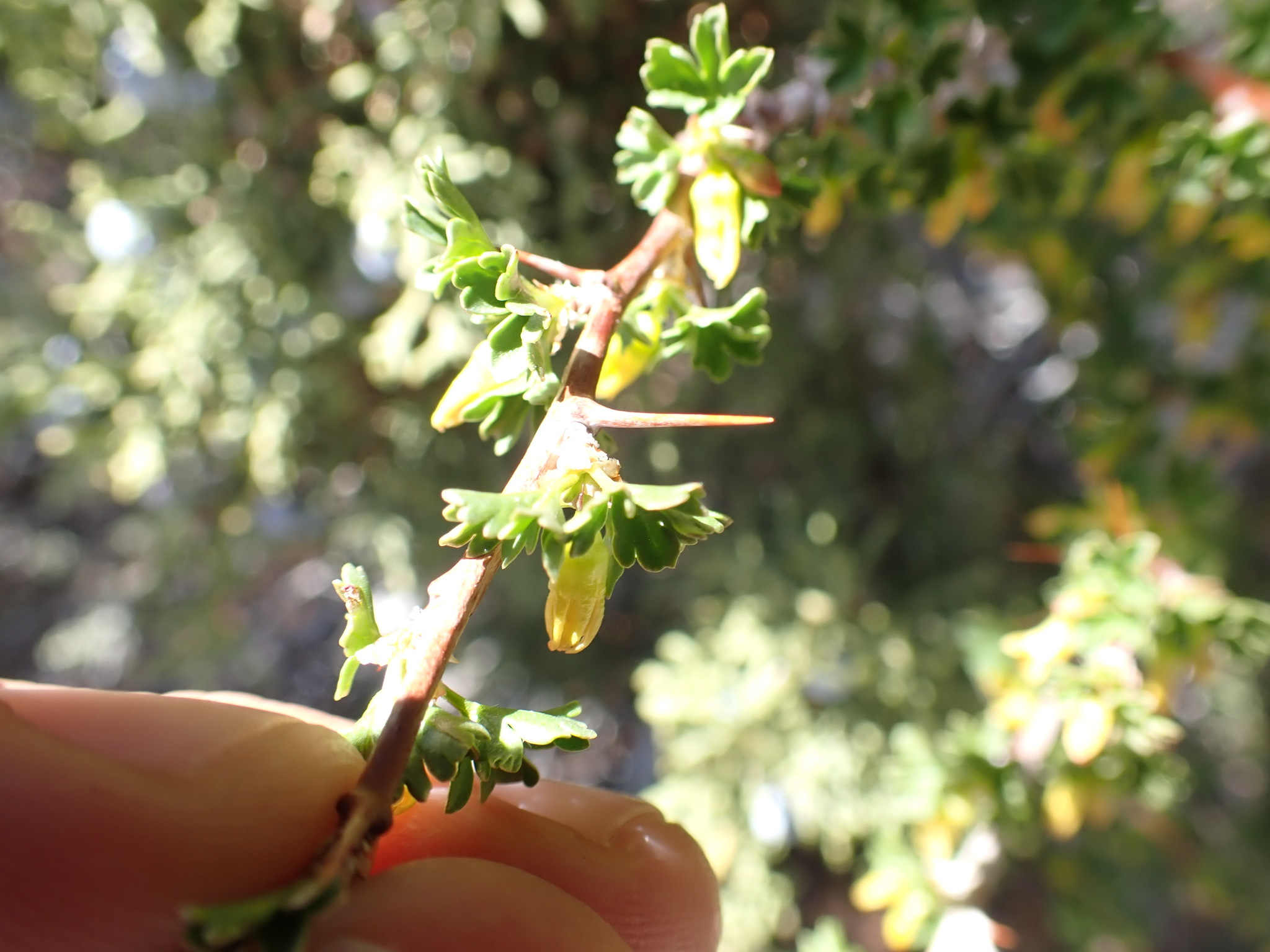 Ribes velutinum Greene
