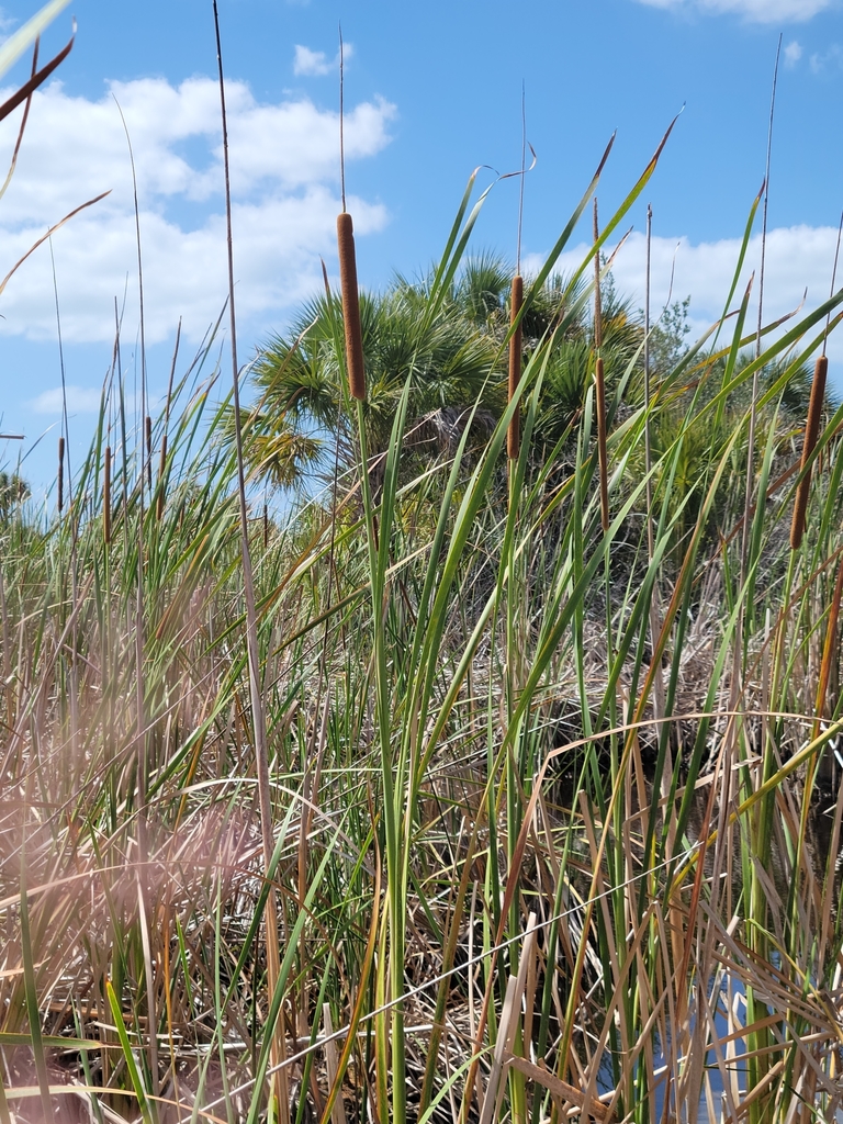 southern cattail from Fort Myers, FL 33908, USA on March 6, 2022 at 01: ...