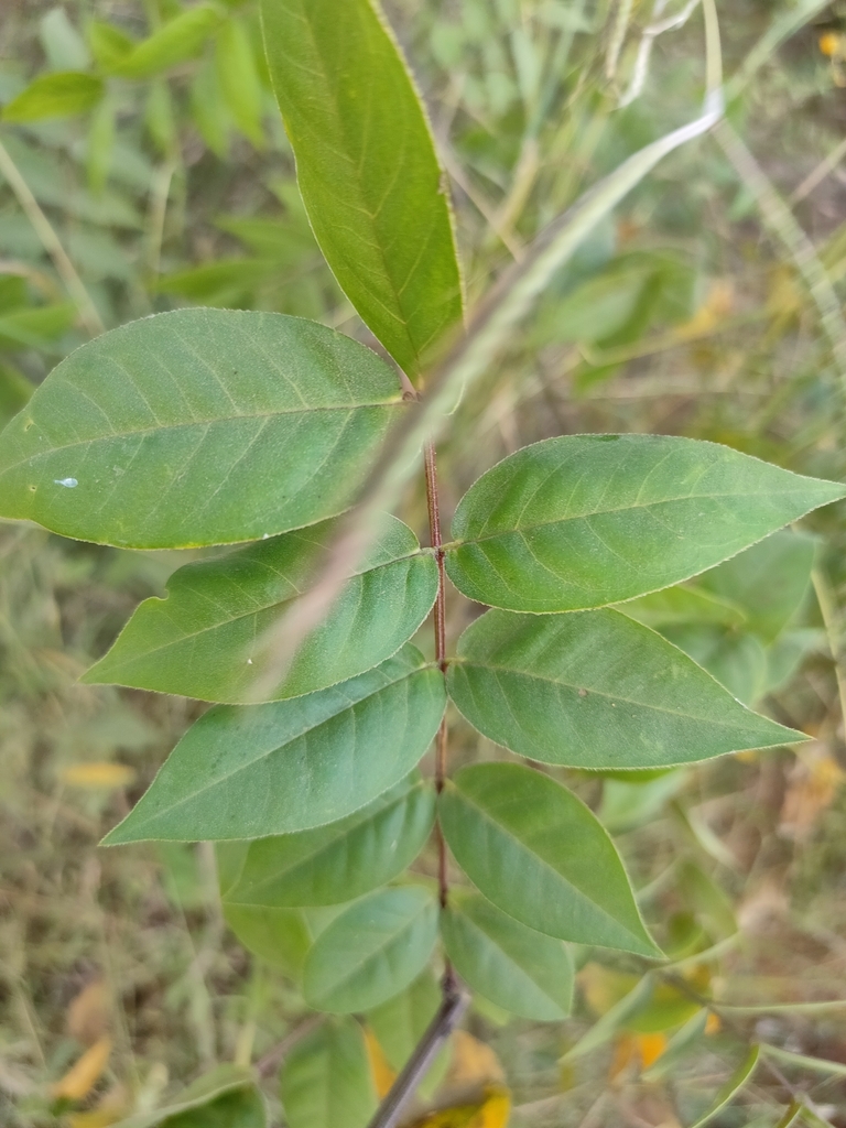Coffee Senna from Boompa QLD 4621, Australia on March 26, 2022 at 03:32 ...