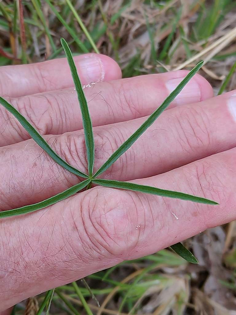 Cullen tenax from Boompa QLD 4621, Australia on March 26, 2022 at 04:10 ...