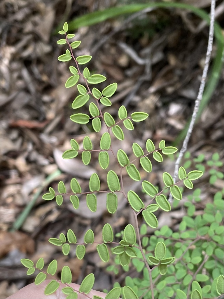 Coffee Fern from Nevada City, CA, US on March 27, 2022 at 02:50 PM by ...