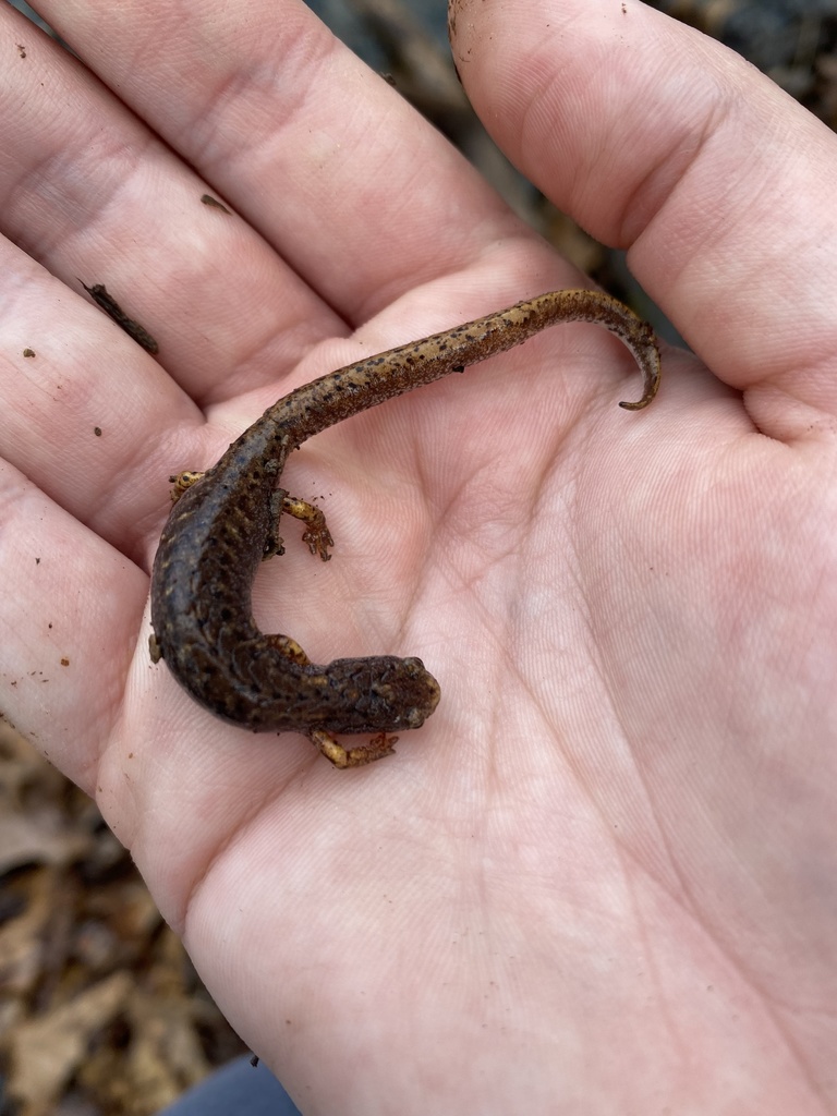 Four-toed Salamander from Shawnee State Park, West Portsmouth, OH, US ...