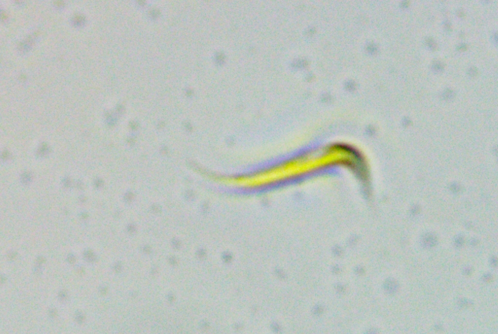 Monoraphidium Komárková-Legnerová, 1969