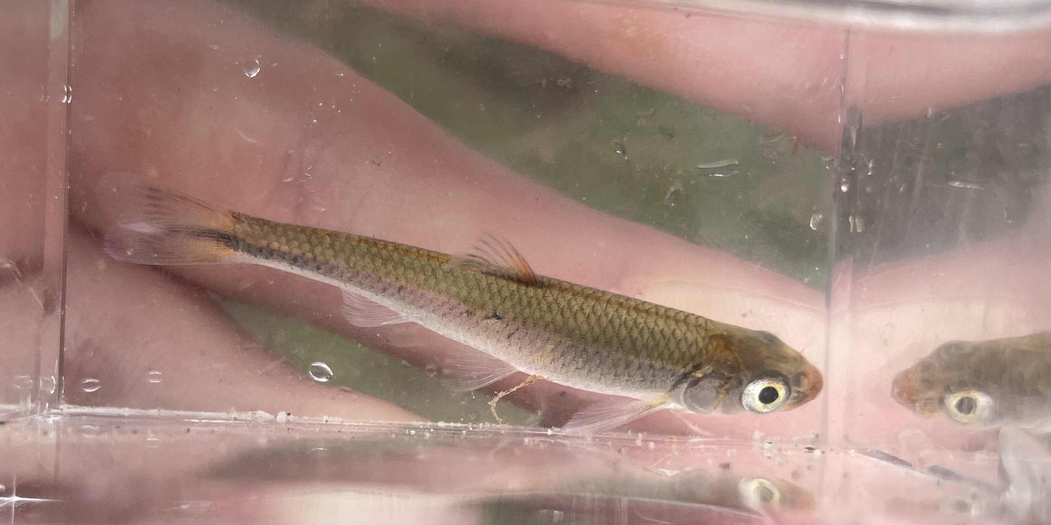 Luxilus coccogenis (Cope, 1868)