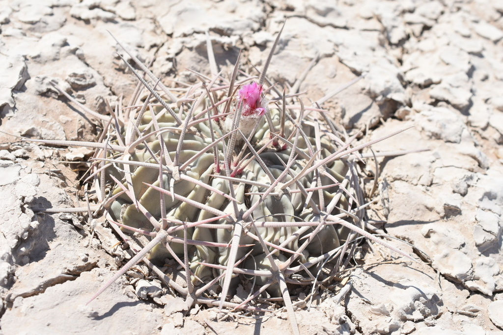Horse Crippler Cactus from Parras, COAH, MX on March 27, 2022 at 11:03 ...