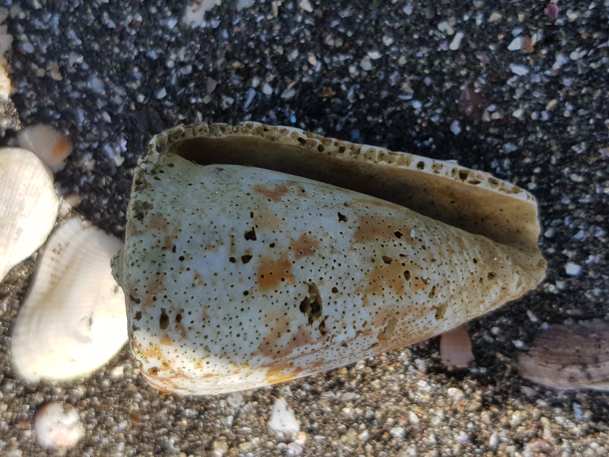 Conus caracteristicus Fischer von Waldheim, 1807