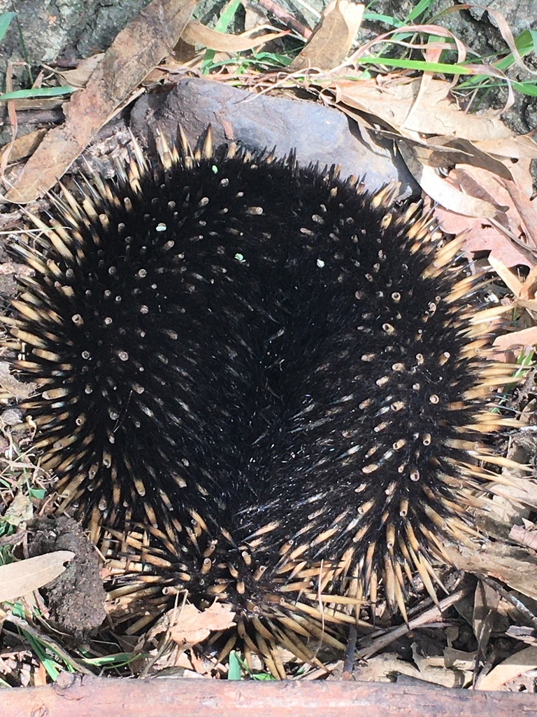 Short-beaked Echidna from Tom Roberts Road, Kallista, VIC, AU on March ...
