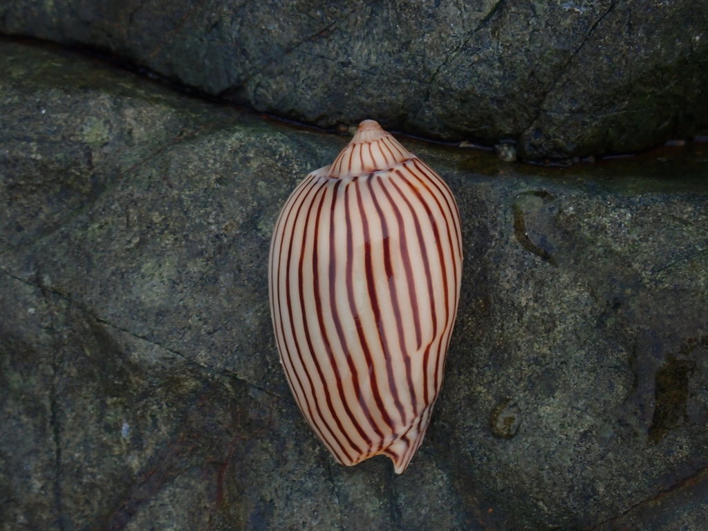 Zebra Volute from New South Wales, Australia on March 28, 2022 at 11:15 ...