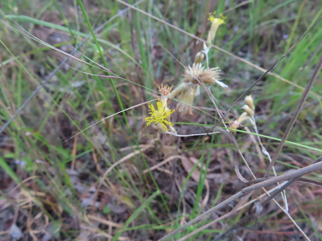 Copper-wire Daisies from Watsonville QLD 4887, Australia on March 1 ...