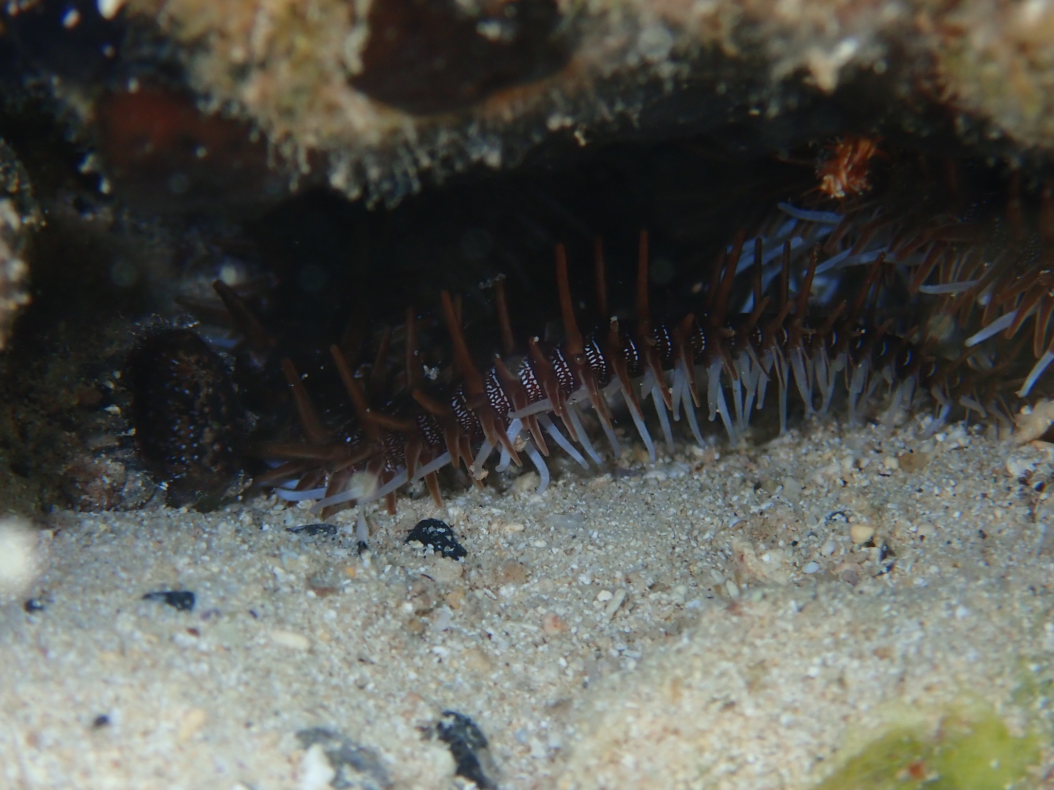 Ophiocoma echinata (Lamarck, 1816)