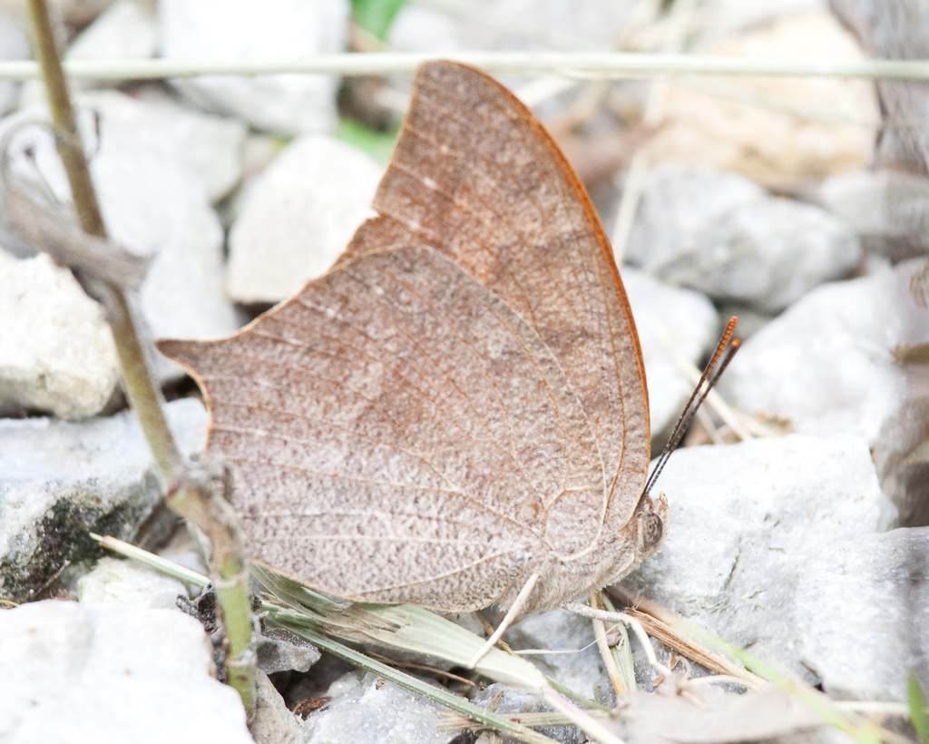 Goatweed Leafwing from Big Oaks NWR on July 31, 2010 at 12:44 PM by ...