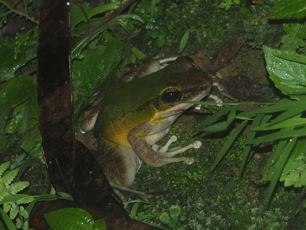 Poisonous Rock Frog from Purworejo Regency, Central Java, Indonesia on ...