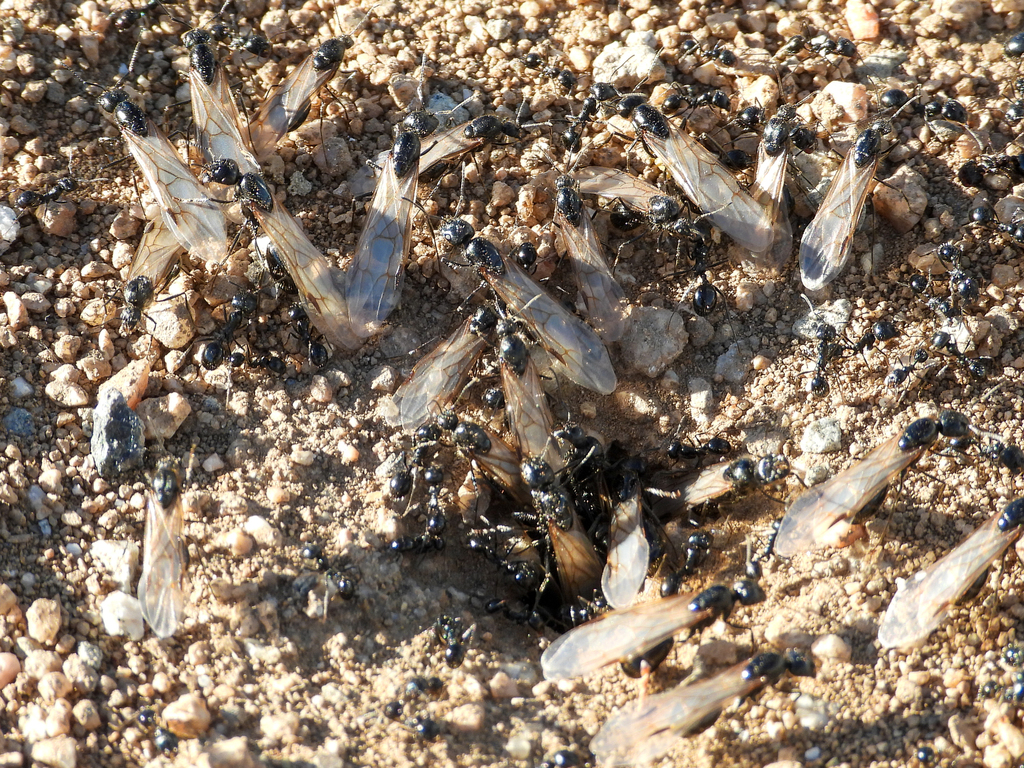 Veromessor pergandei from Lancaster, CA, USA on March 23, 2022 at 08:29 ...