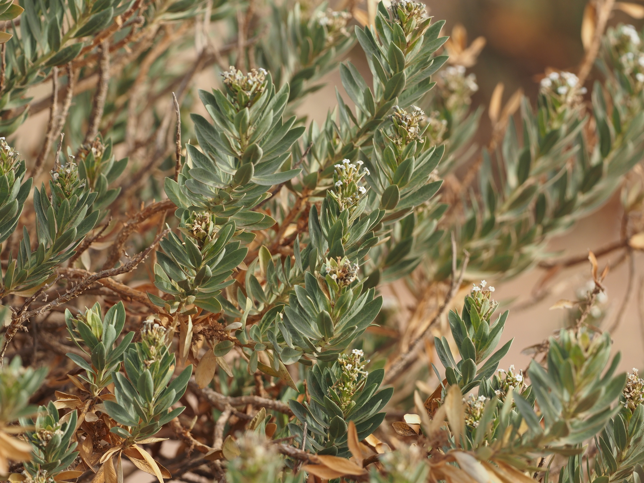 Rhazya stricta Decne.