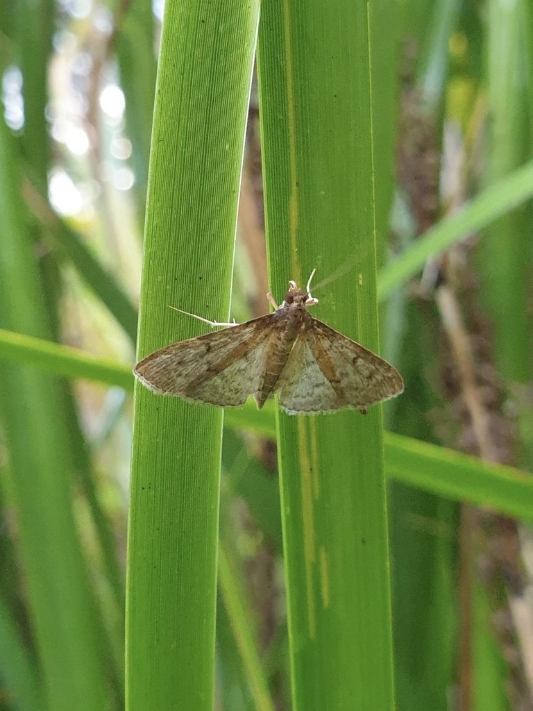 Grass Webworm Moth from Petigrain Ave, Palmwoods, QLD, AU on March 28 ...