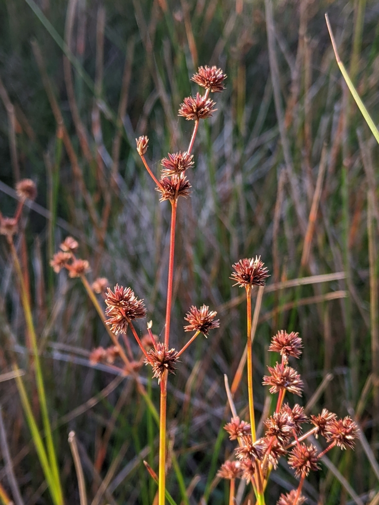 Juncus holoschoenus from Rushy Lagoon TAS 7264, Australia on March 28 ...