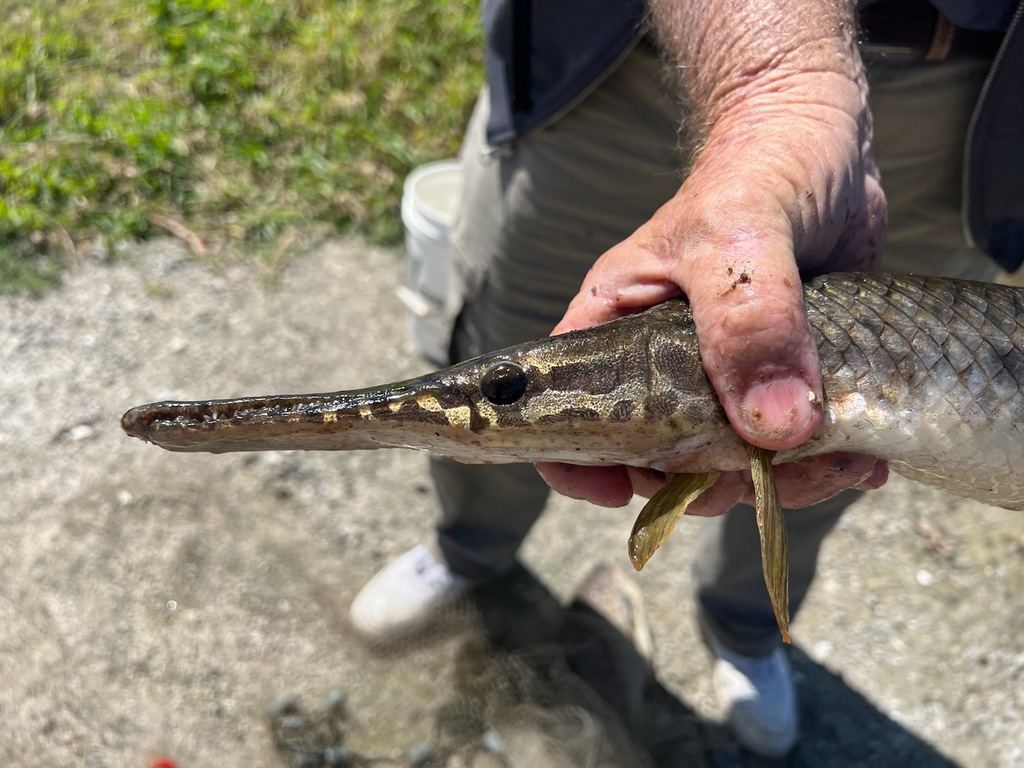 Florida Gar from TM Goodwin WMA Brevard County, FL, USA on 27 March ...