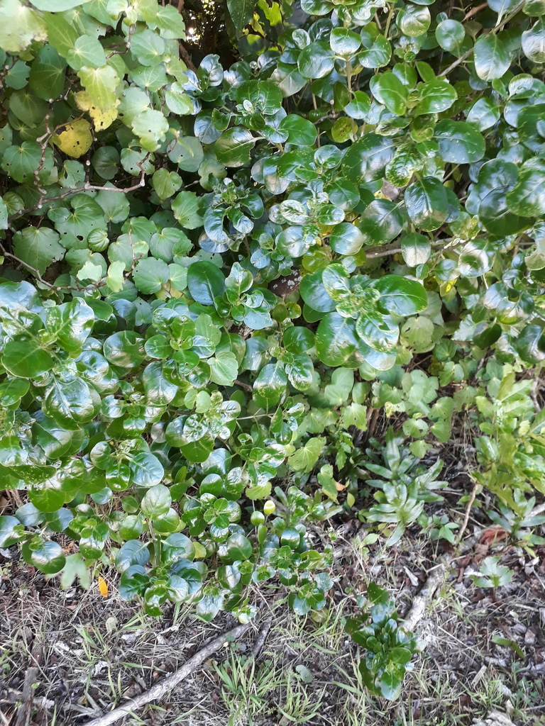 Taupata from Wi Parata Reserve, Waikanae, New Zealand on March 27, 2022 ...