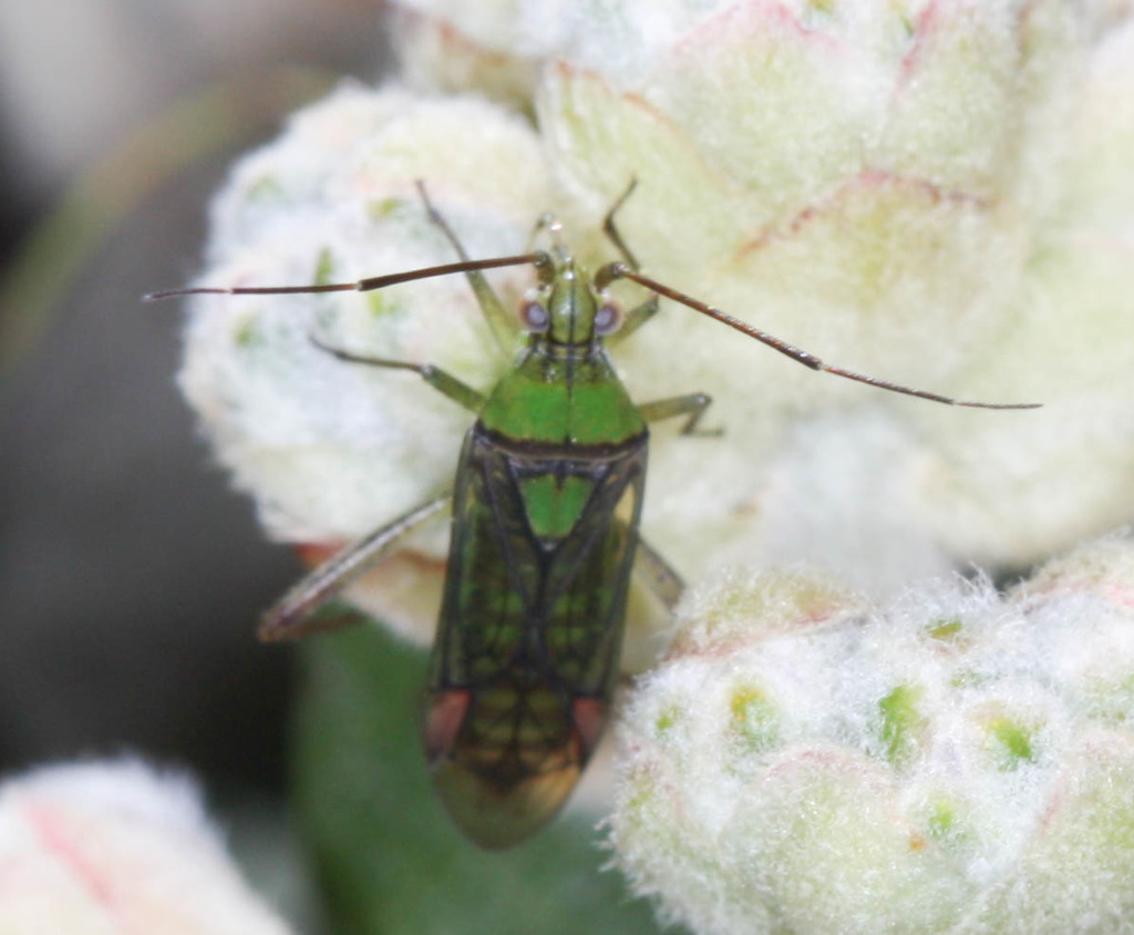 Transparent Winged Plant Bug from Hawaii Volcanoes National Park ...