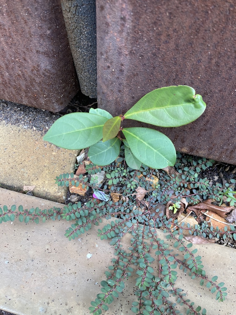 Cheese Tree from Management Institute of Australia, Eveleigh, NSW, AU ...