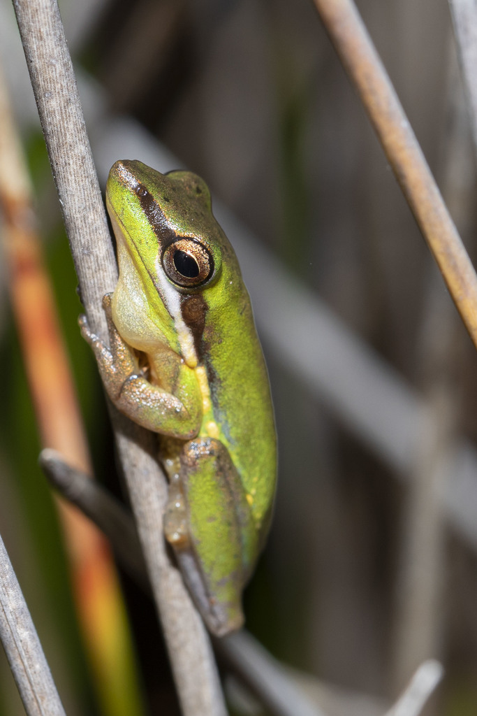 Olongburra Tree Frog in January 2022 by Isaac Clarey · iNaturalist