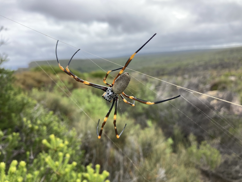 Tiger Spider from Royal National Park, Royal National Park, NSW, AU on ...