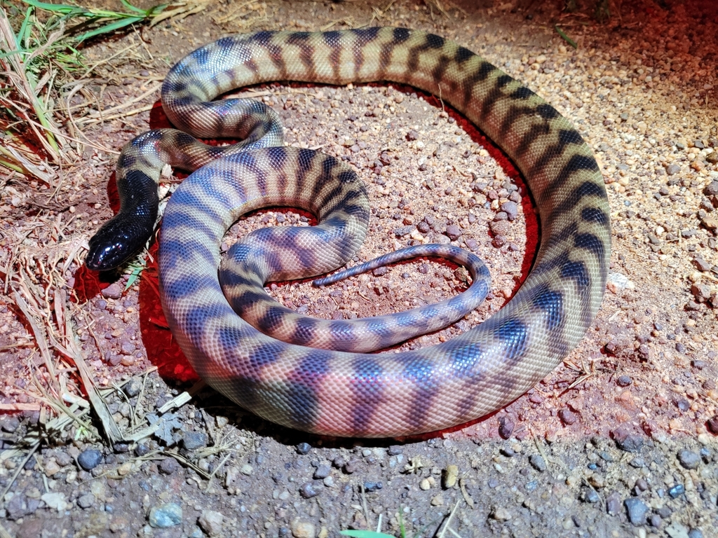 Black-headed Python from Douglas-Daly NT 0822, Australia on March 28 ...