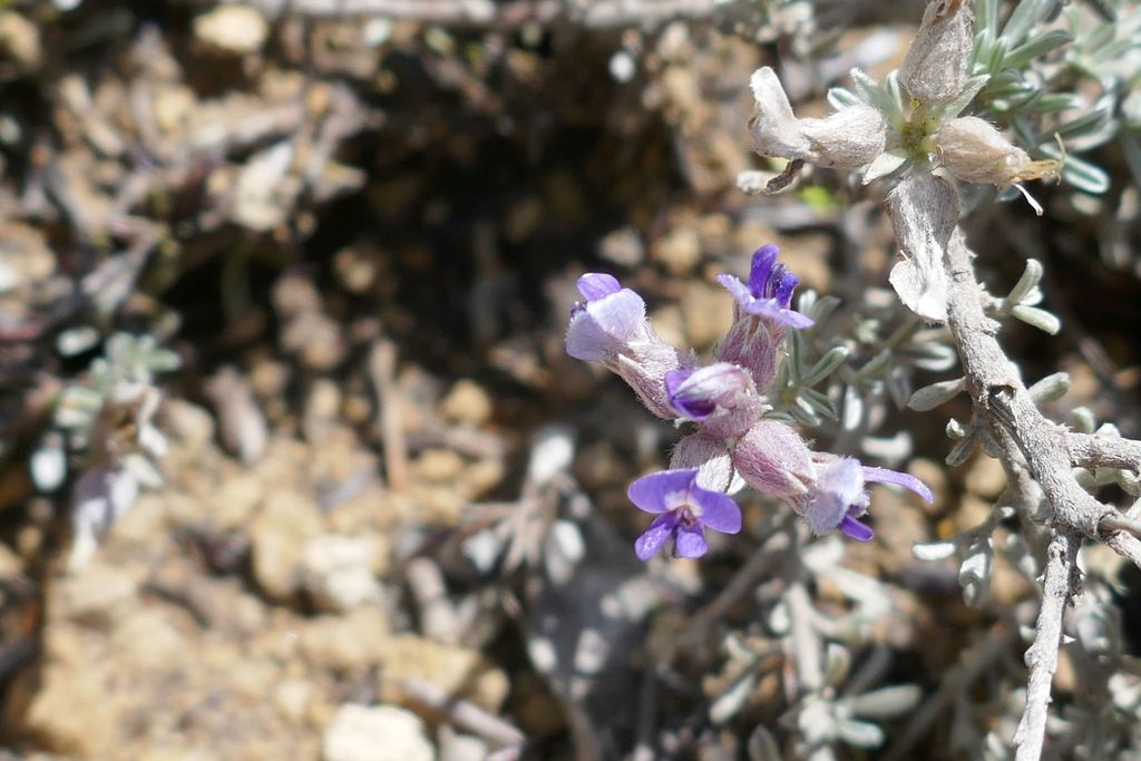 Katberg Lotononis from Amatole, South Africa on December 08, 2021 at 10 ...
