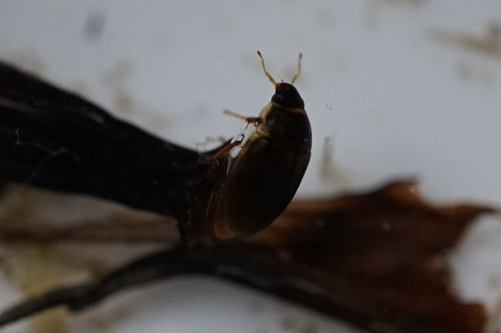 Enochrus simulans from Fumiiri, Ueda, Nagano 386-0017, Japan on March ...