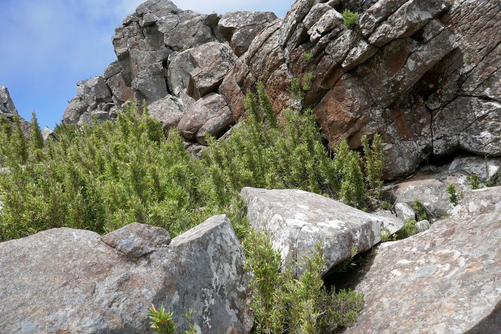 Mountain Bamboo from Amatole, South Africa on December 08, 2021 at 12: ...