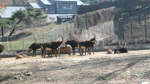 Sable Antelope (A little Amazing world in Seoul, South korea) · iNaturalist