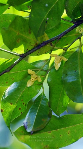 Polyalthia verrucipes · iNaturalist