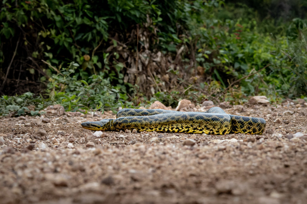 Anaconda amarilla en octubre 2021 por mirella cosimato. yellow anaconda ...